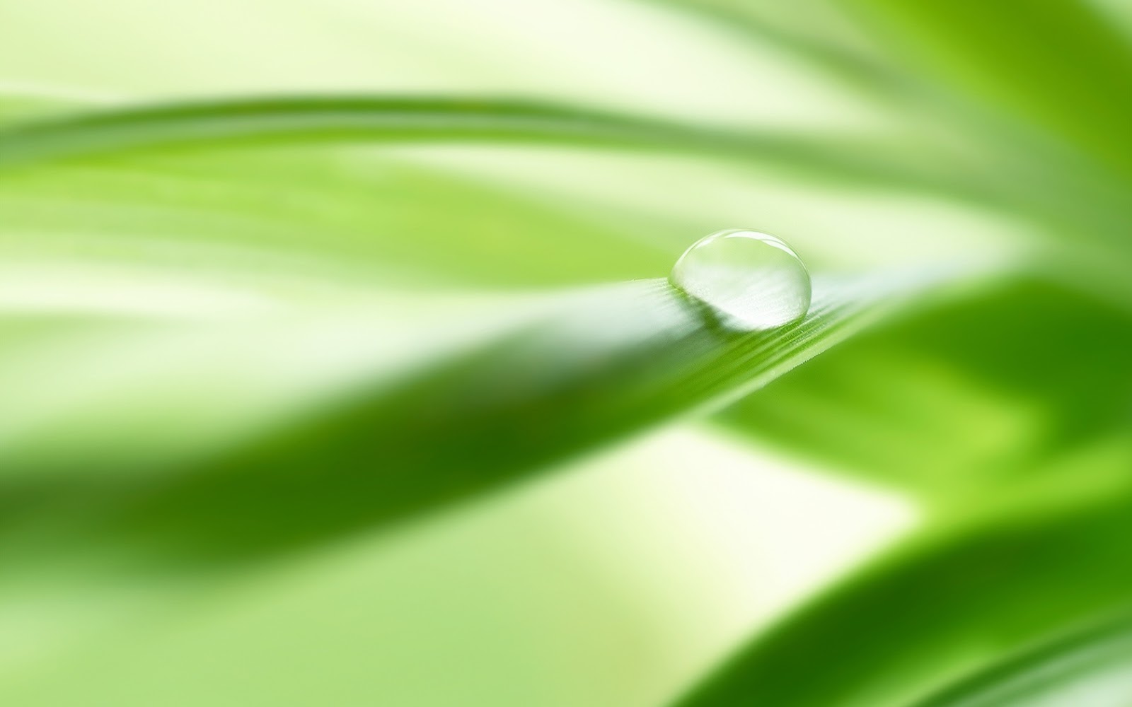 Shine HD Wallpapers: Leaf Wallpapers HD