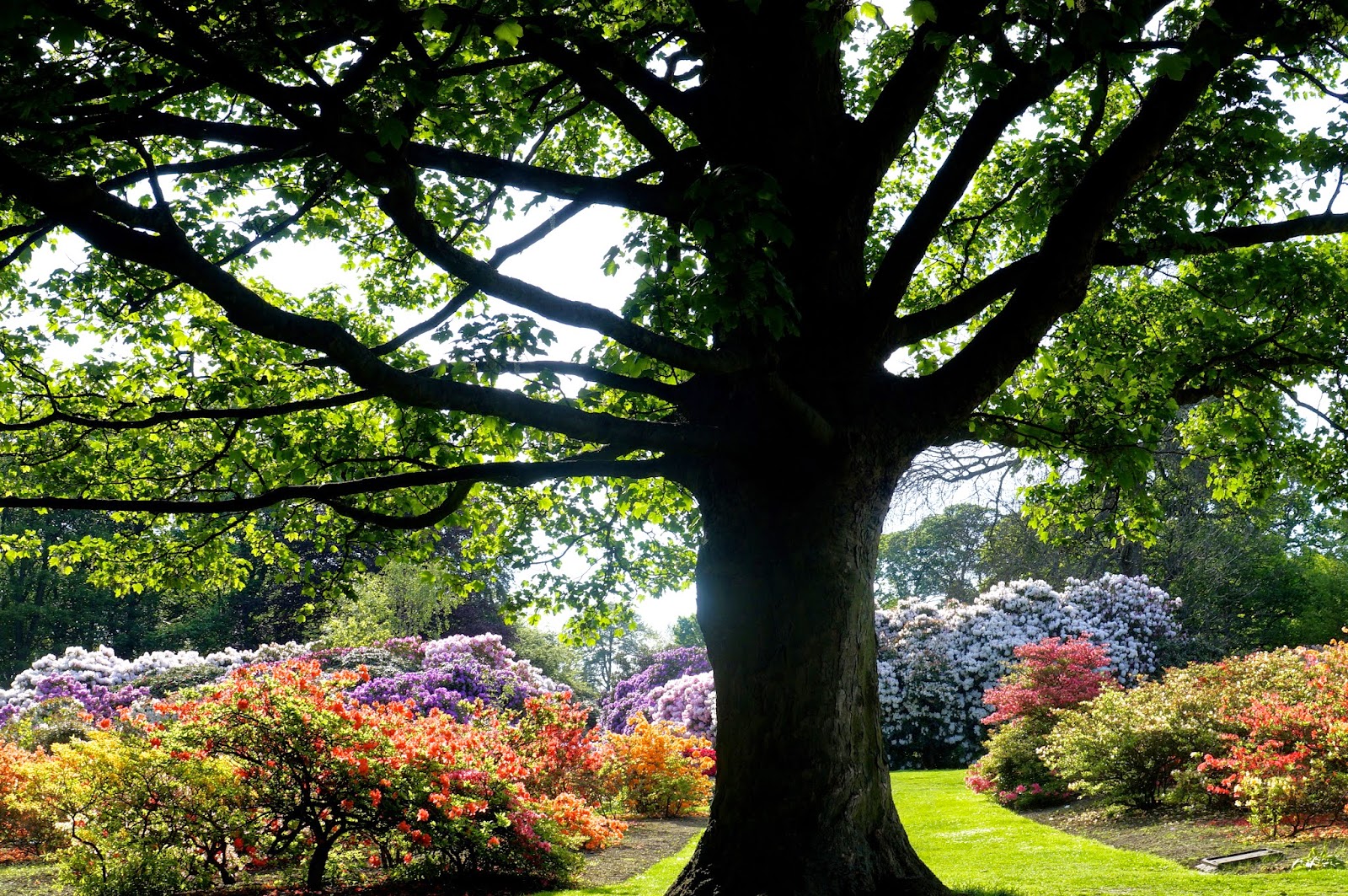 Emtalks: A Sunny Weekend: Flower gardens and blue skies