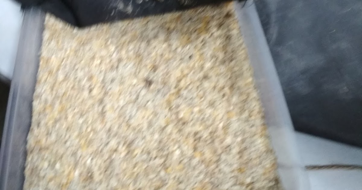 PRODUCTION OF TRICHOGRAMMA CARDS