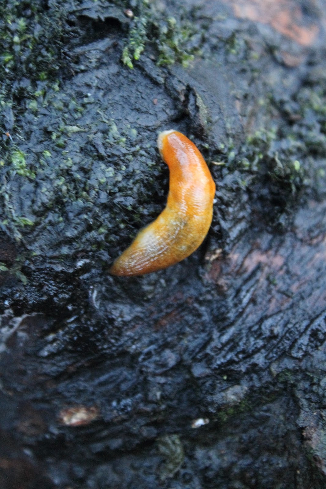 Valley Naturalist: 2017