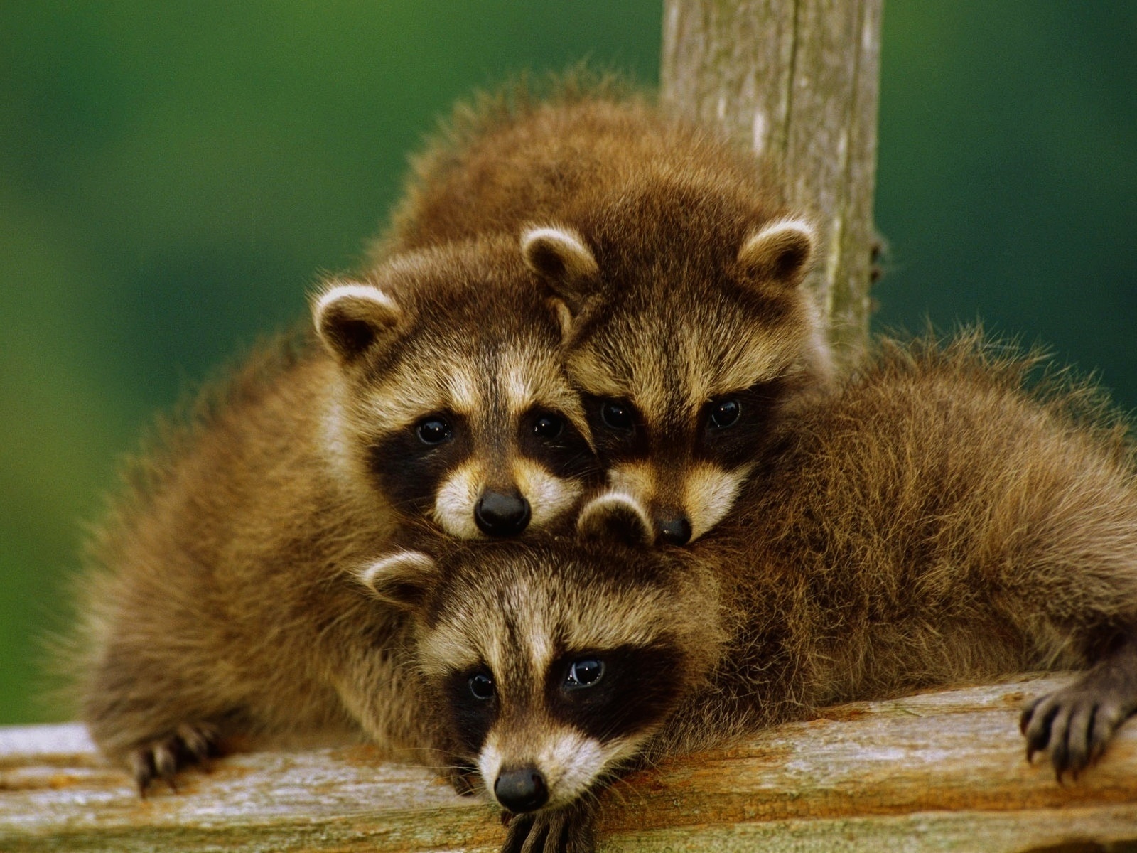 Fotos de mapaches jugando en los bosques