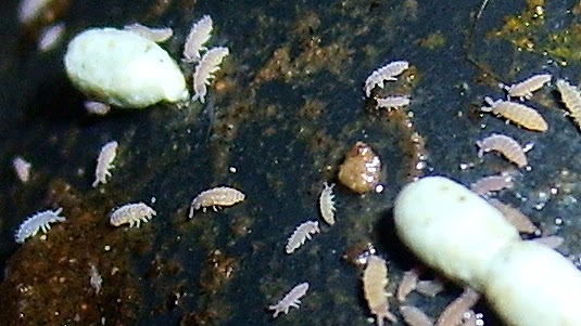 Gradinarit anotimp cu anotimp: Musculita alba de sera – combatere ecologica