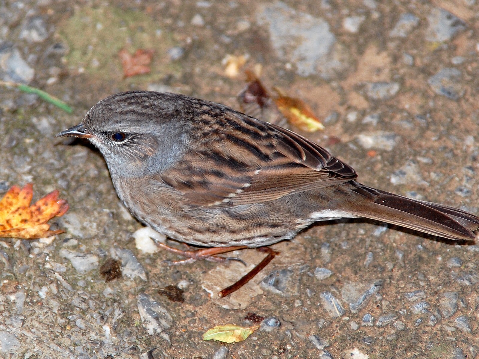El rincón de Prus: FAUNA