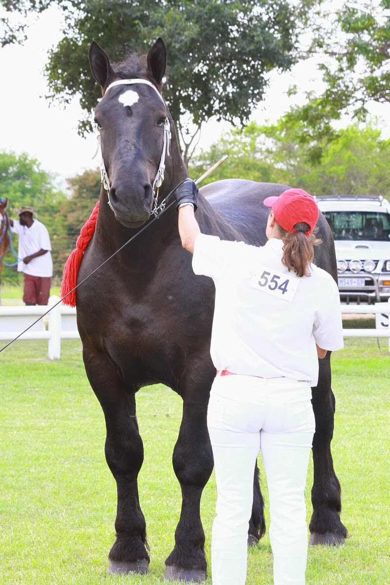 Summerwind Percheron: Stallions ~ Percheron SA National Championship ...
