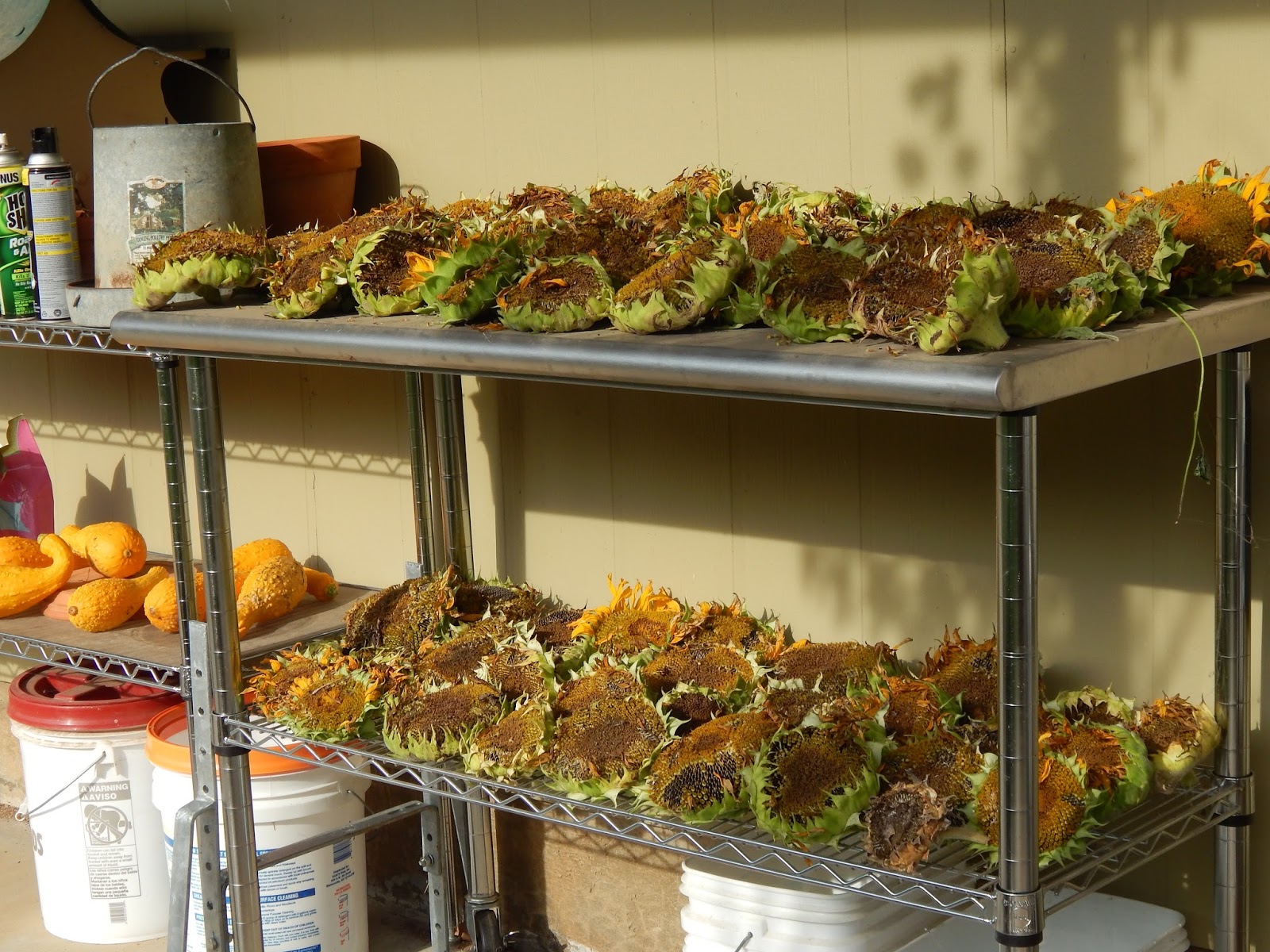 Thoughts from Frank and Fern: Goat Butchering, By a Novice