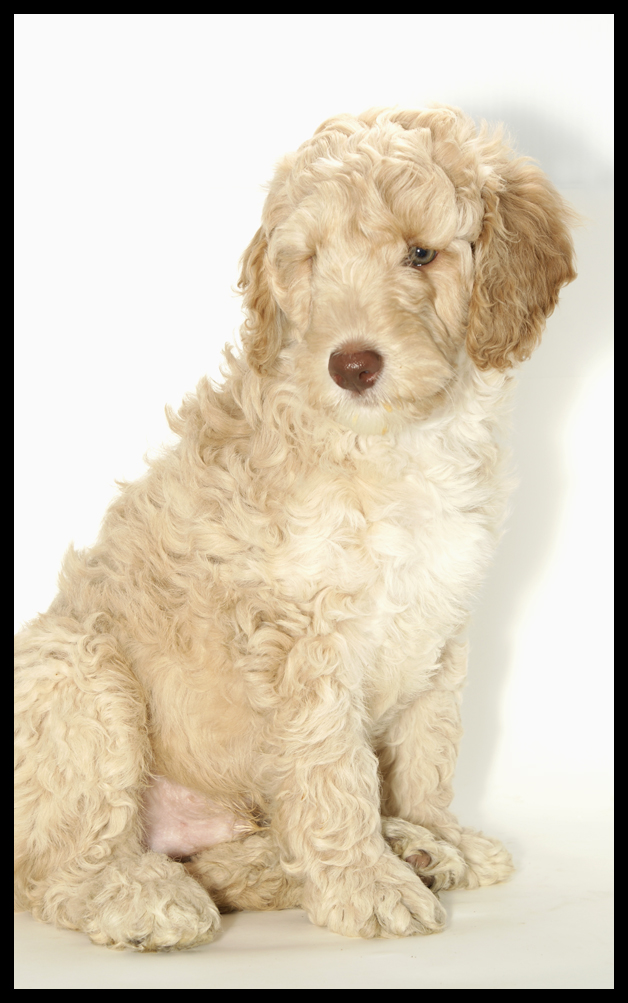 Island Angels Labradoodles: Earth Angels Labradoodles Cream Puppies