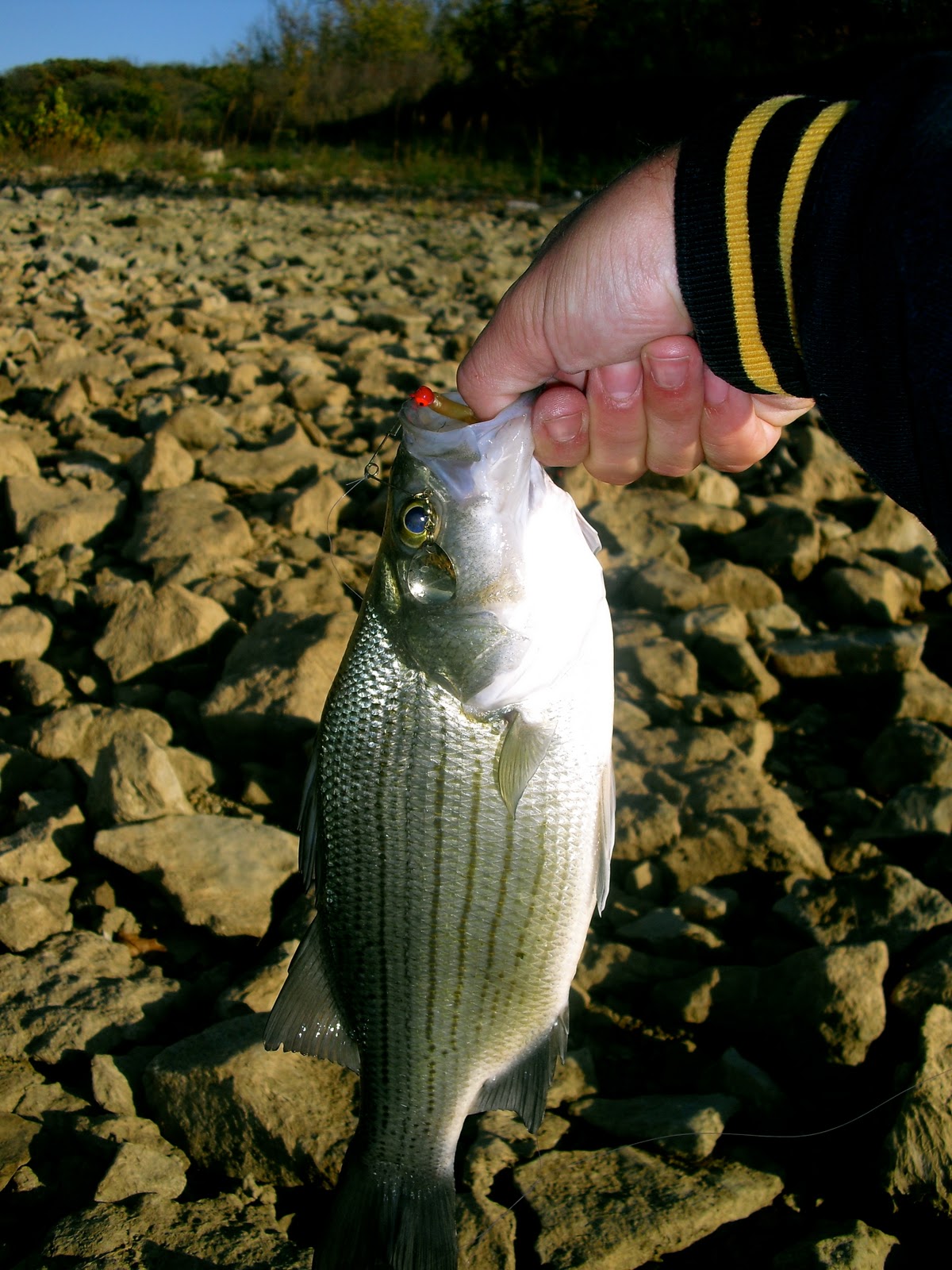 The Rogue Outdoors: Fall Wipers