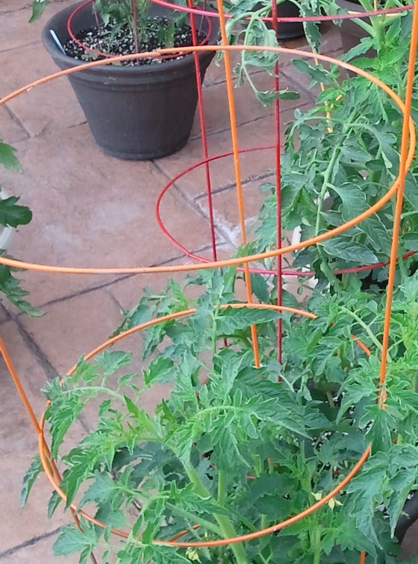 Container Gardening in Wisconsin: DIY Painted Tomato Cages