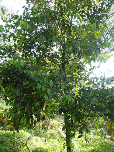 True Cinnamon Or Ceylon Cinnamon - Kurundu | SL Flora