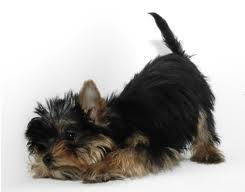 ZAGUATES Y MISINGOS: TEMAS ANTERIORES