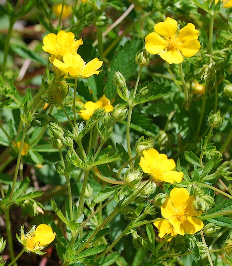 Flore sauvage en Suisse (et Jardins botaniques): POTENTILLA INCLINATA Vill.