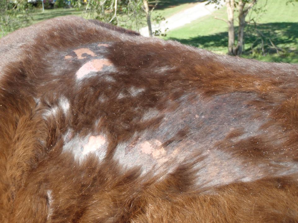 Can Horses Get Lice From Cows at Fawn Adams blog