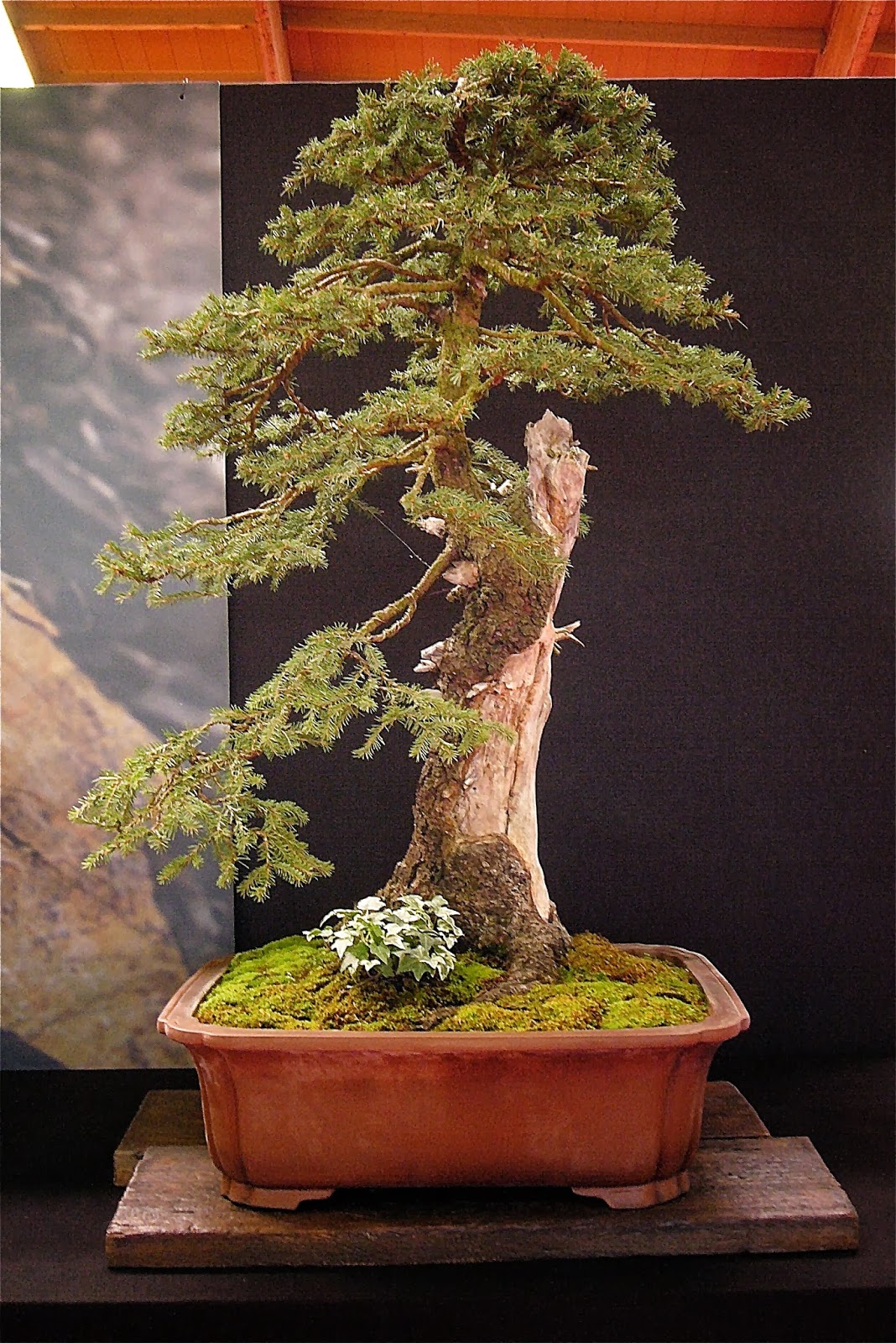 Feel-Spirit-l'Esprit de Phil.[Bonsaï]: European bonsaï San Show 2013 ...