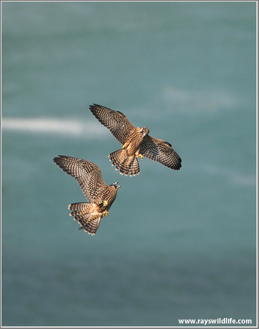 Voiajori&Ornament: Soimul Calator...