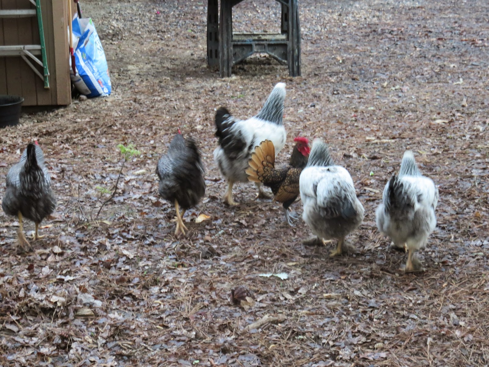 PrunePicker: Chicken Morning Call!