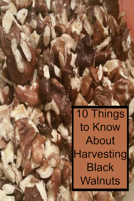 10 Things you Should Know About Harvesting Black Walnuts