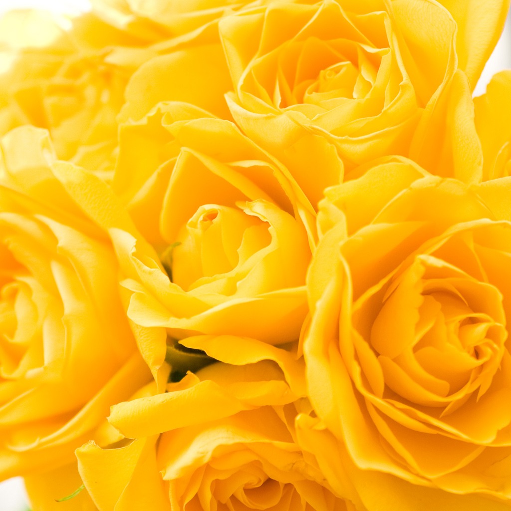 Rc Boats Uk Free Downloadable Pictures Of Roses High Quality Images rc-boats-uk-free-downloadable-pictures-of-roses-high-quality-images