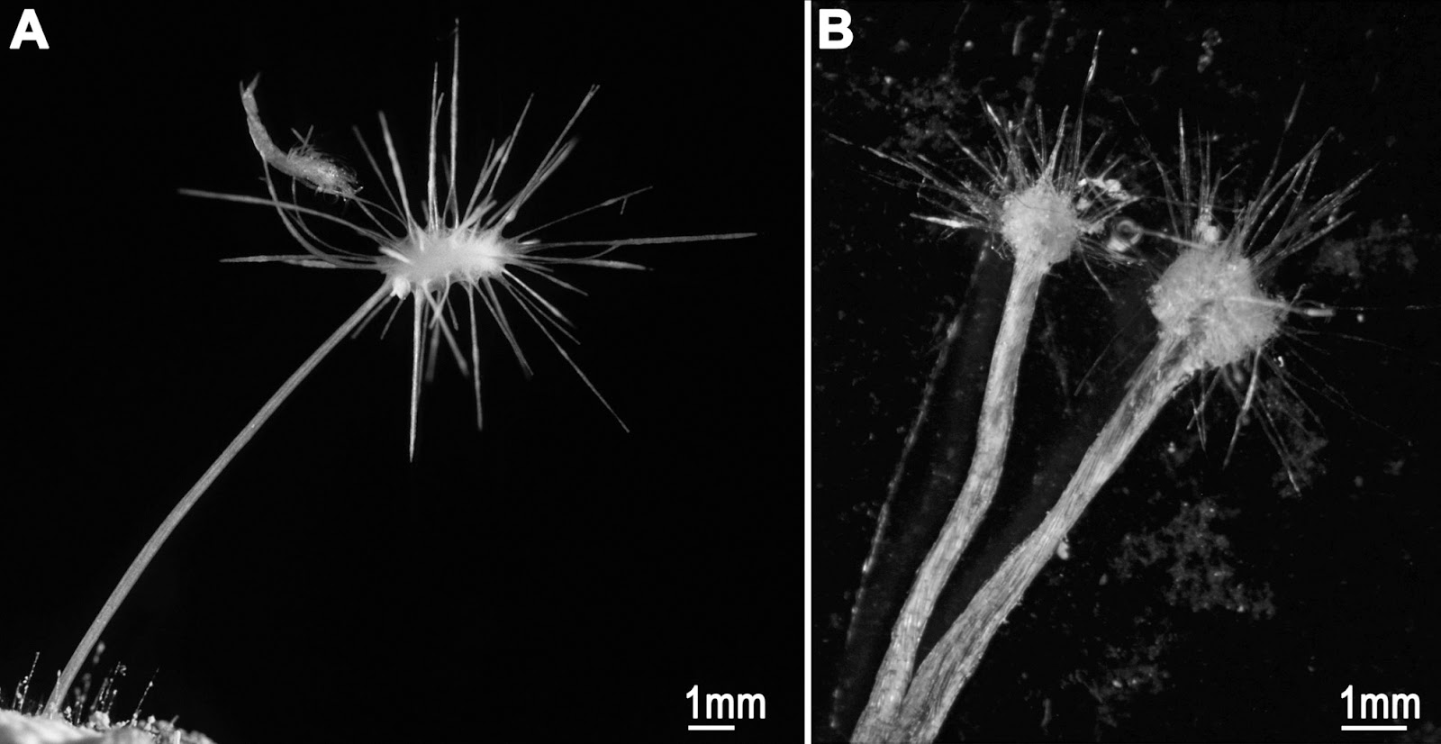 Sciency Thoughts: A giant agglutinated Foraminiferan from the Western ...