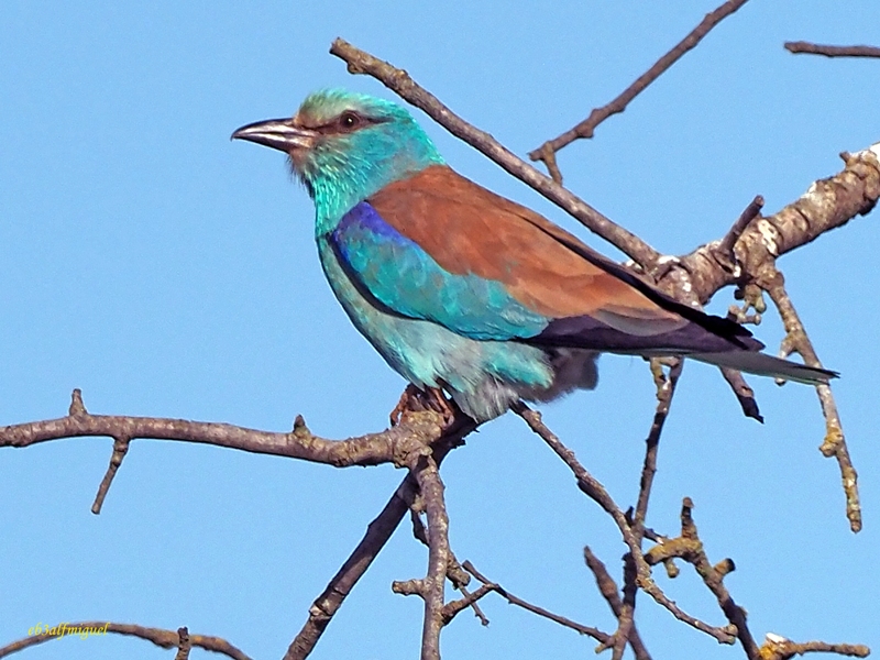 Miguel fotografia: Carraca europea (Coracias garrulus)