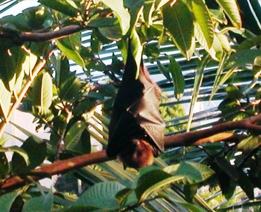 Rodrigues via Mauritius: Year of the Bat.....Fruit bats in Rodrigues