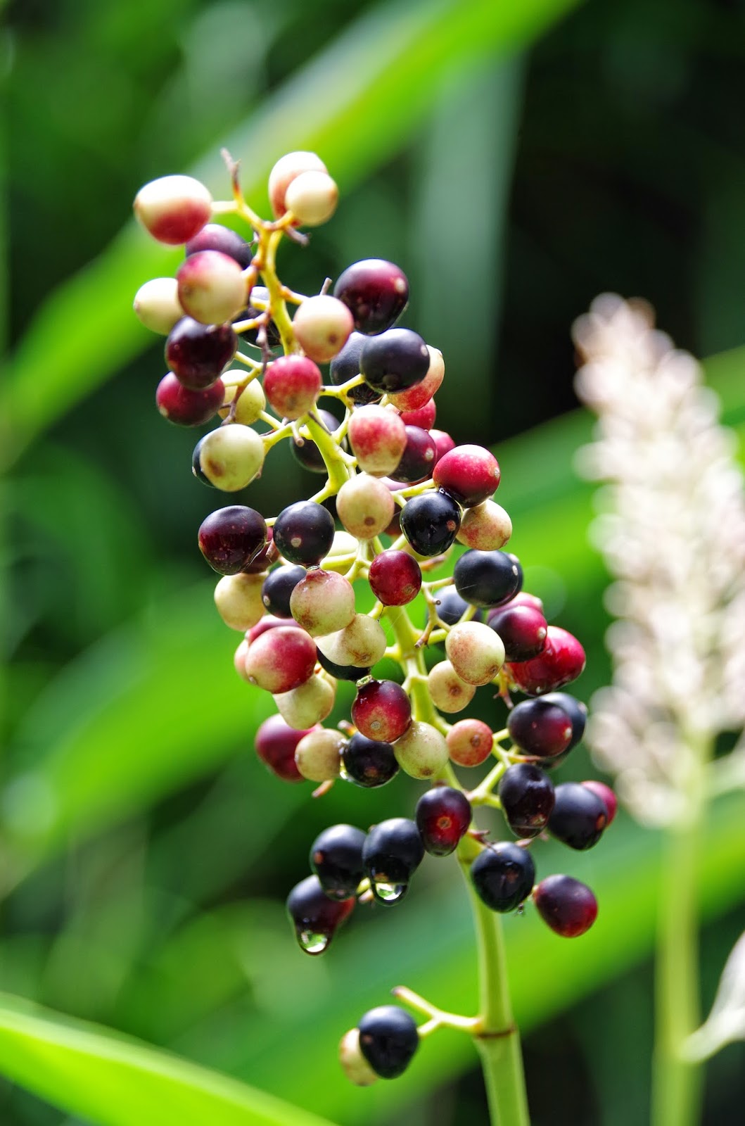 Trees and Plants: Alpinia Aquatica