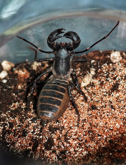 Pacific Science Center Life Sciences: Vinegaroon Babies?