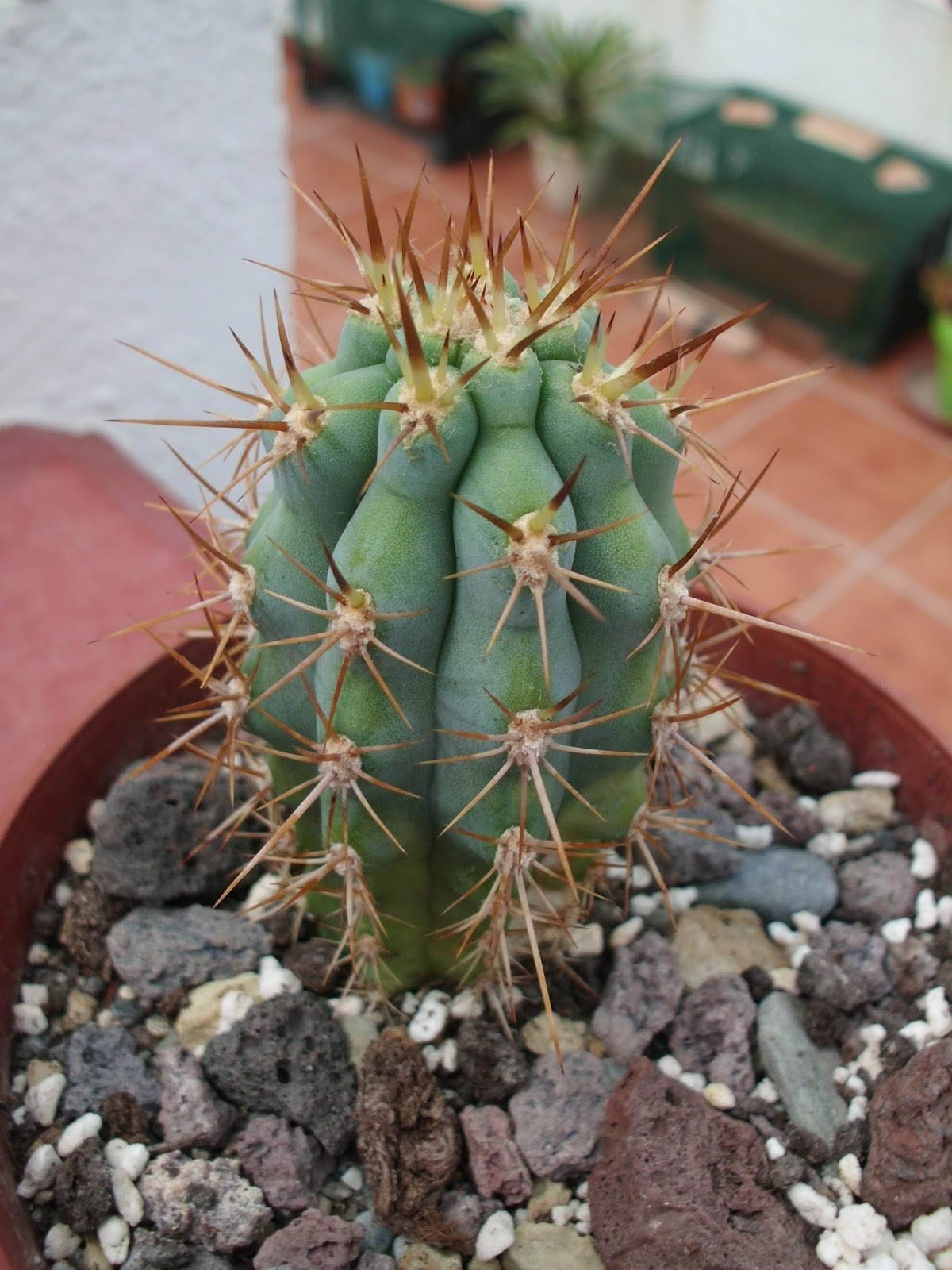 Ma Petite Cactuserie: Cactus azulados
