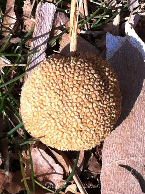 Pueblo Picture a Day: Itch Bomb