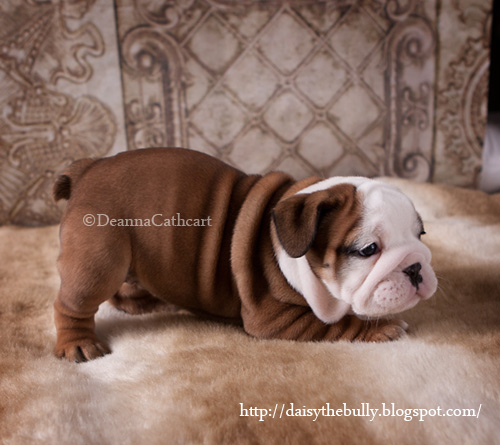 Daisy The Bully: Moo Moo 5 Weeks
