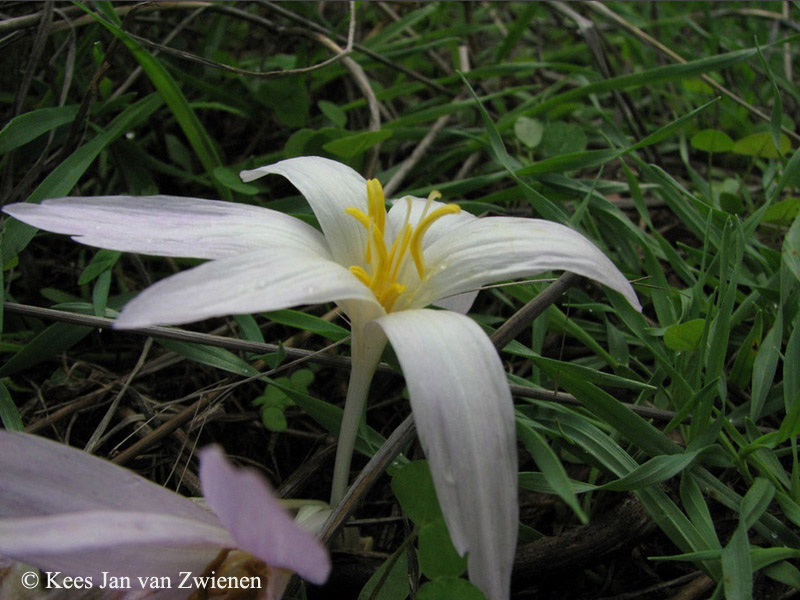 The Country Of Crocuses: Colchicum balansae