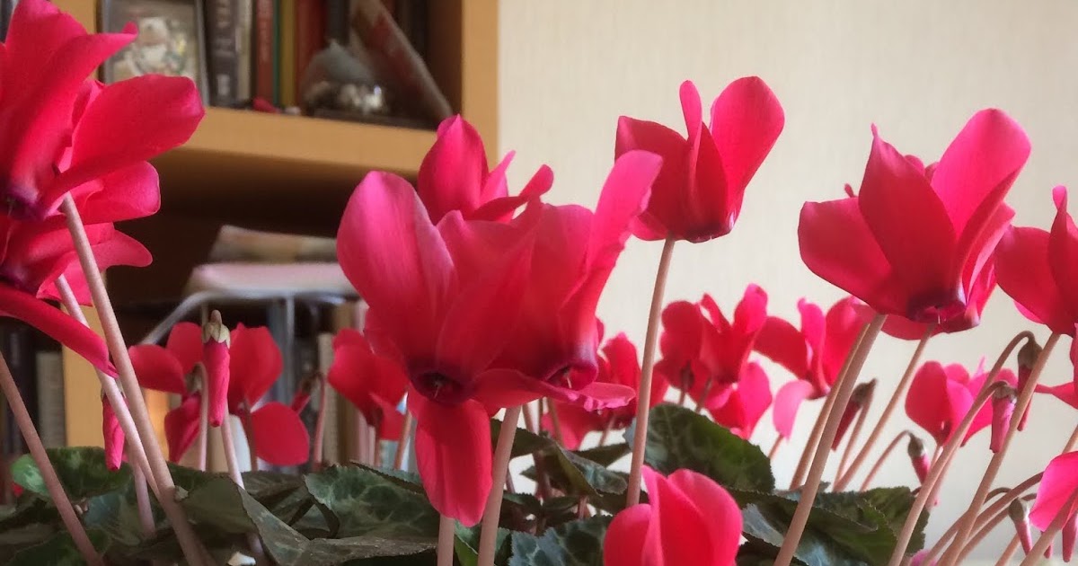 Our Adventures in Japan: o-higan