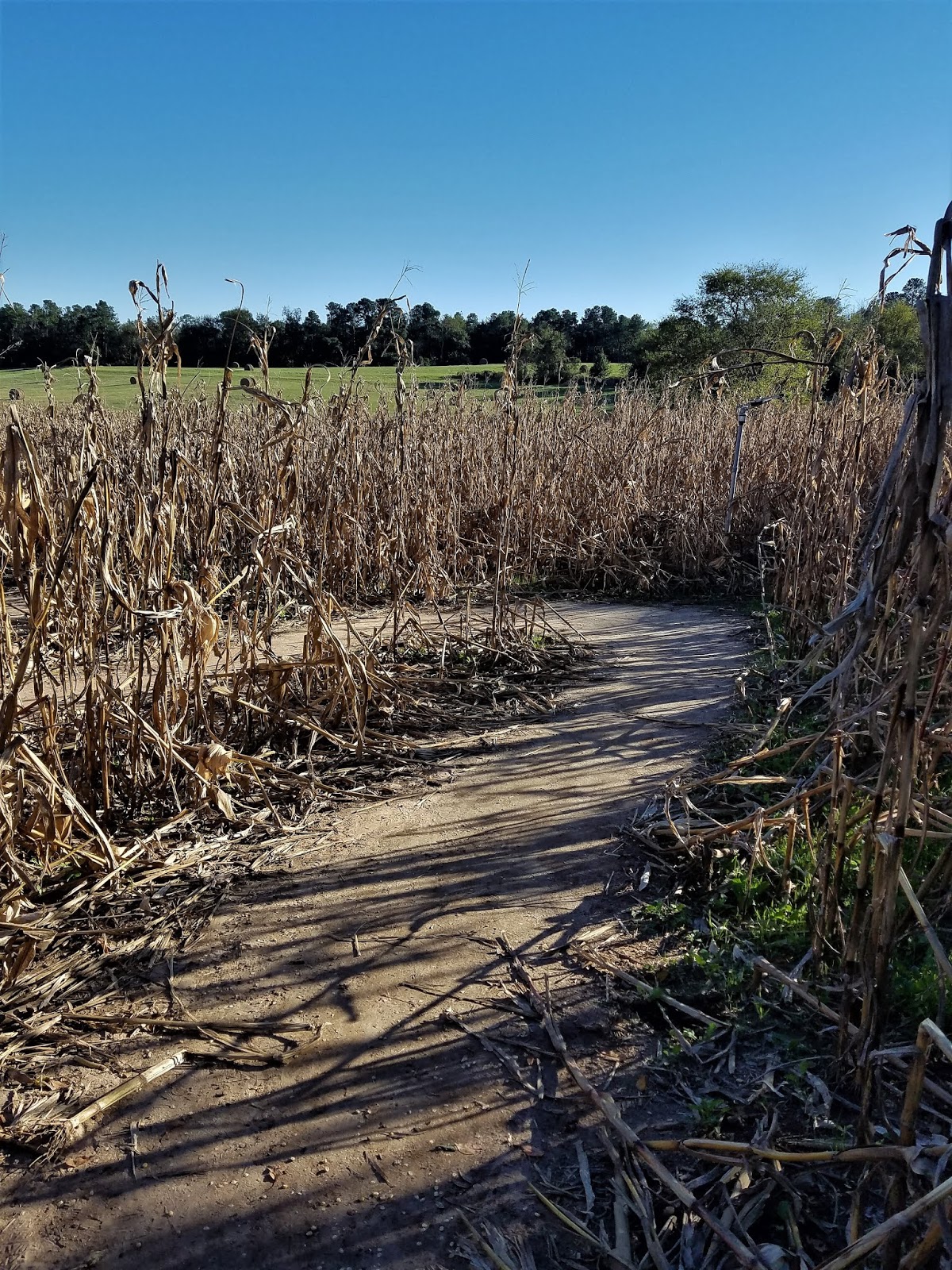 Another Mile Another Destination Blog: Steed’s Dairy Farm and The Corn ...