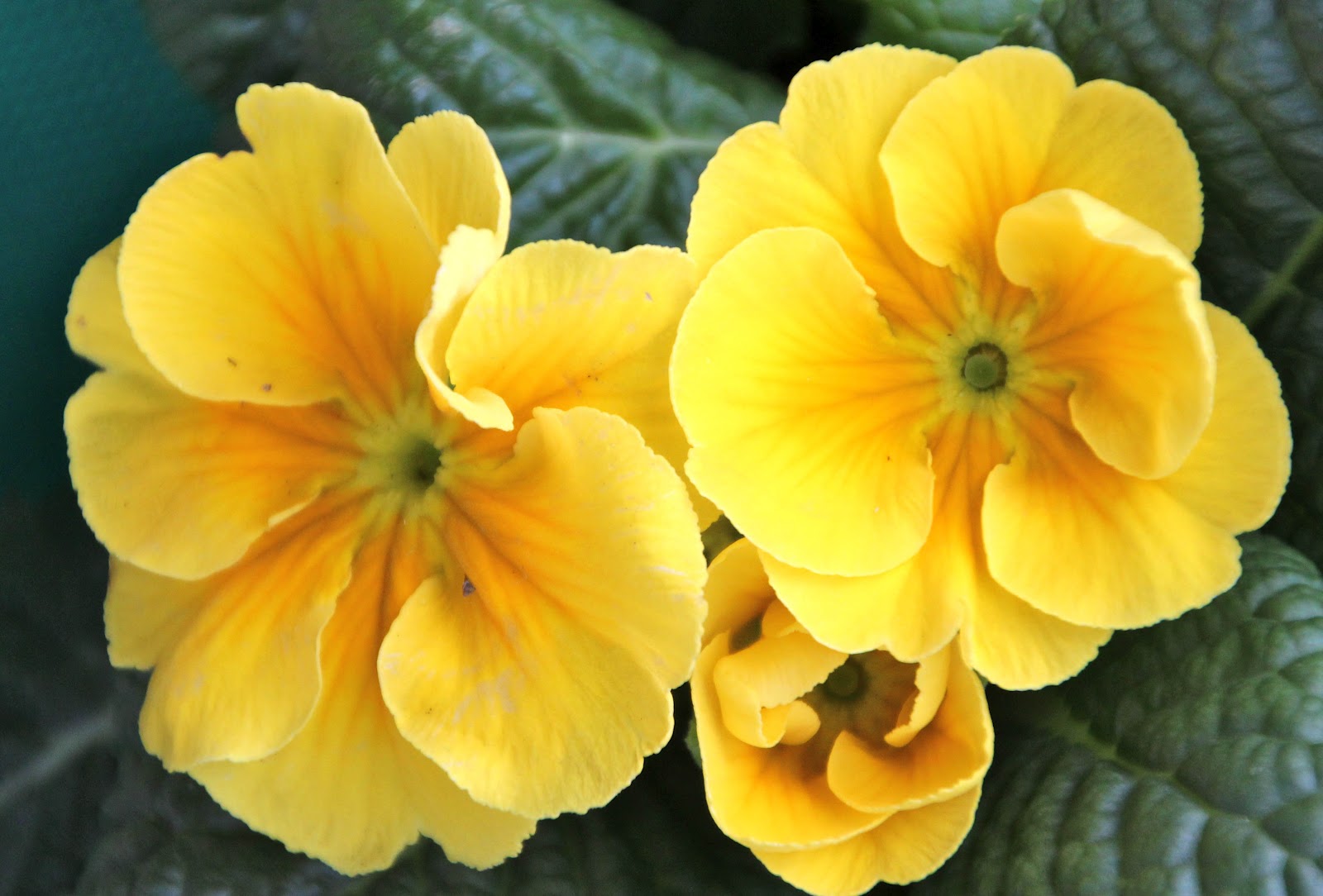 garden delights: TODAY'S FLOWERS - Primulas
