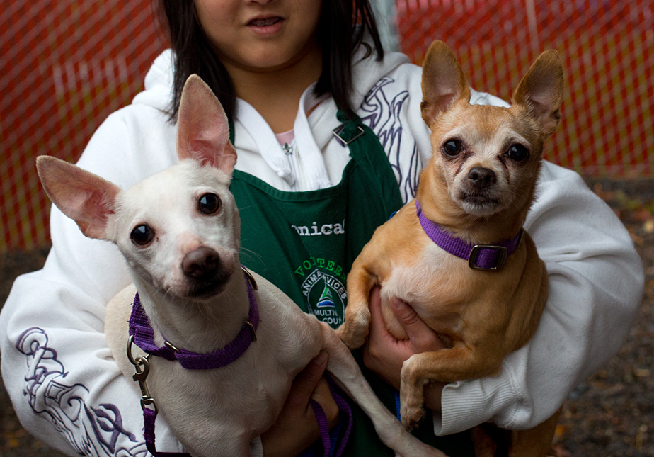 Shelter Dogs of Portland: "JACK" chi/jrt and "SHEBA" chi mix BONDED Pair