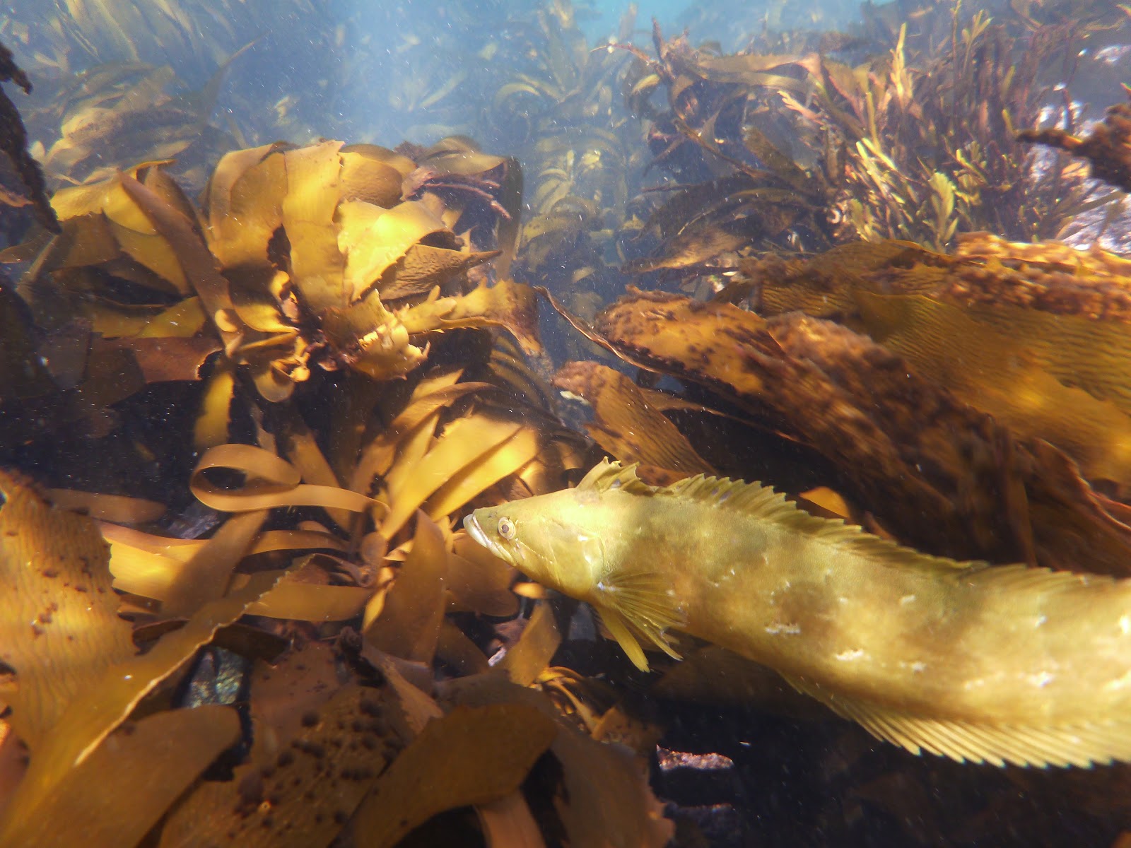 California Photos: Laguna Beach Giant Kelpfish