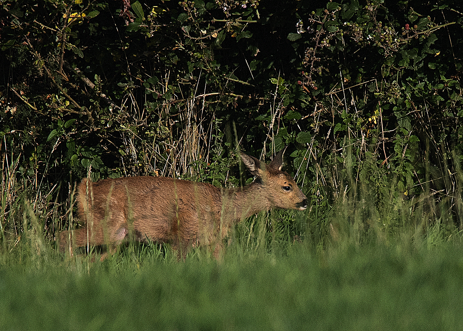 Alan James Photography : Roe Deer Kid revisited