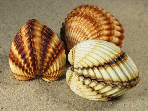 Jeste li za školjke? Školjke i neki morski puževi Jadrana - Nauka govori