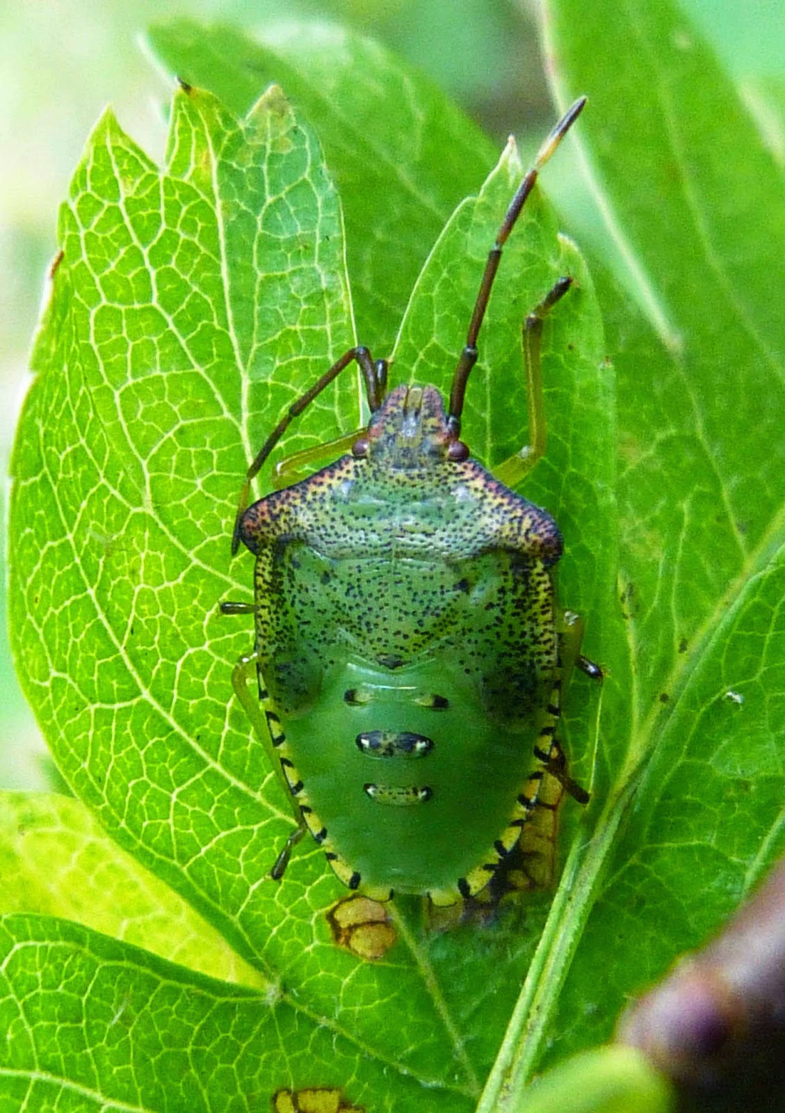 Insects of Scotland: True Bugs