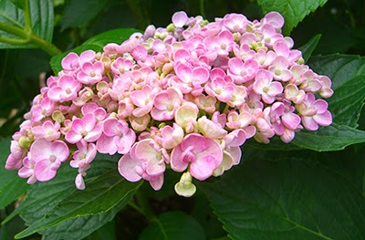 Flower Map: 渦紫陽花・おたふく紫陽花・Popcorn hydrangea