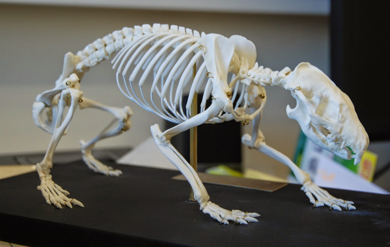 Skulls, bones and fish soup: Hedgehog take two