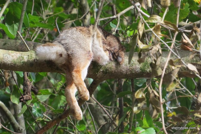 Simply Living: A walk through the marsh