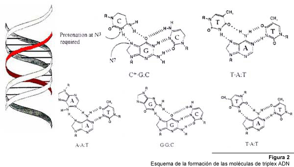 anonymous_biologist: TIPOS DE ADN