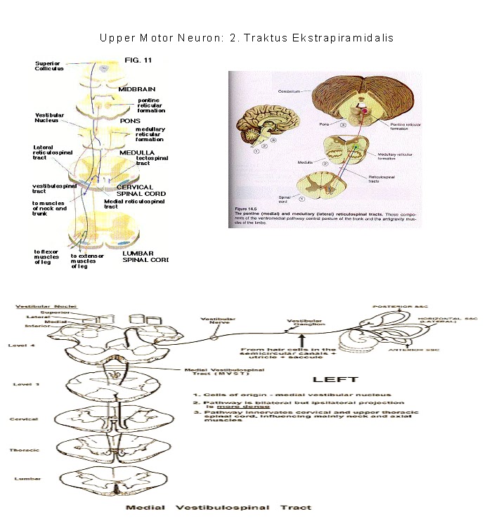 Neuron NISC 2011