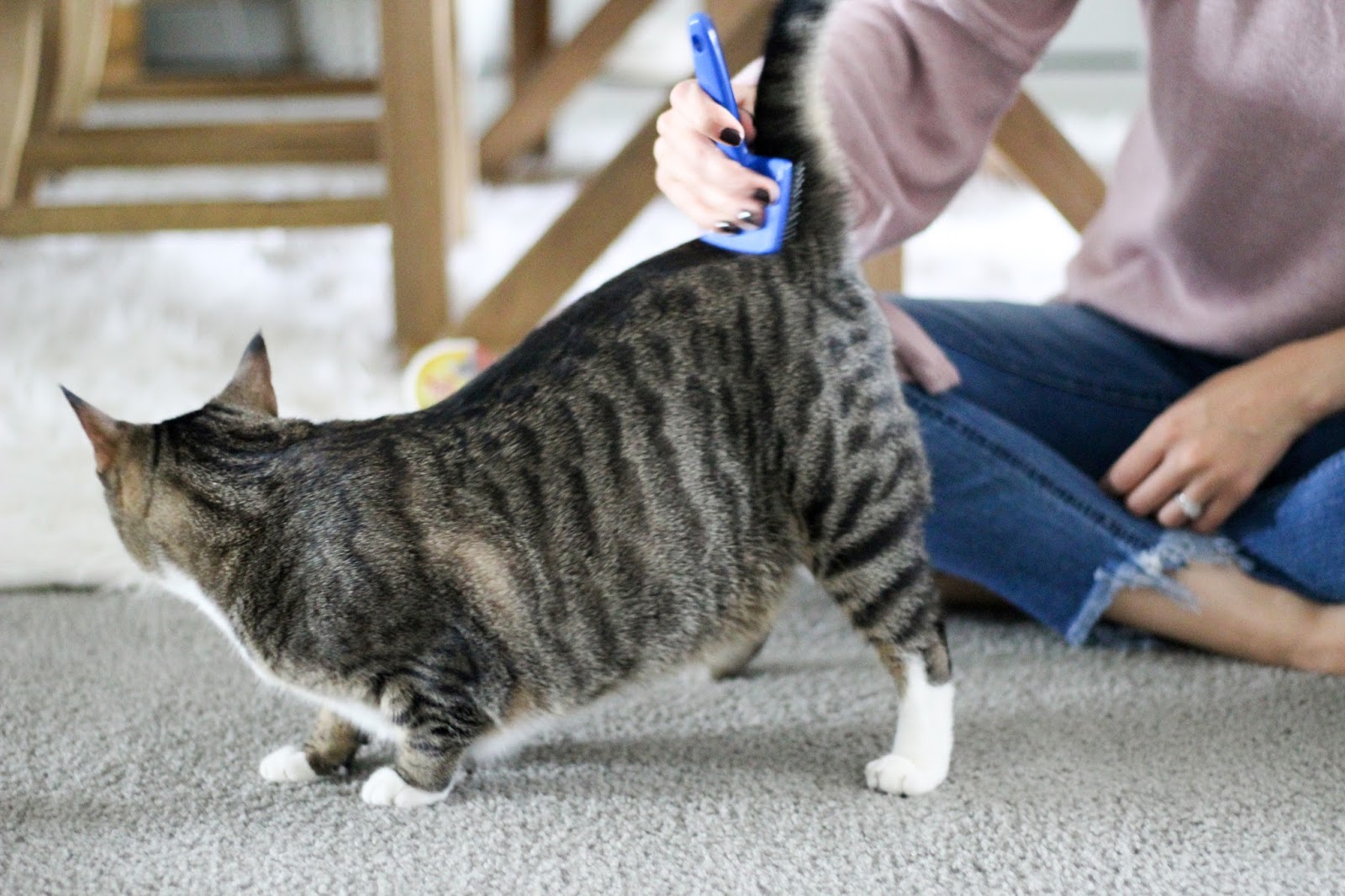 THREE WAYS TO SPOIL YOUR KITTY | A Classy Fashionista