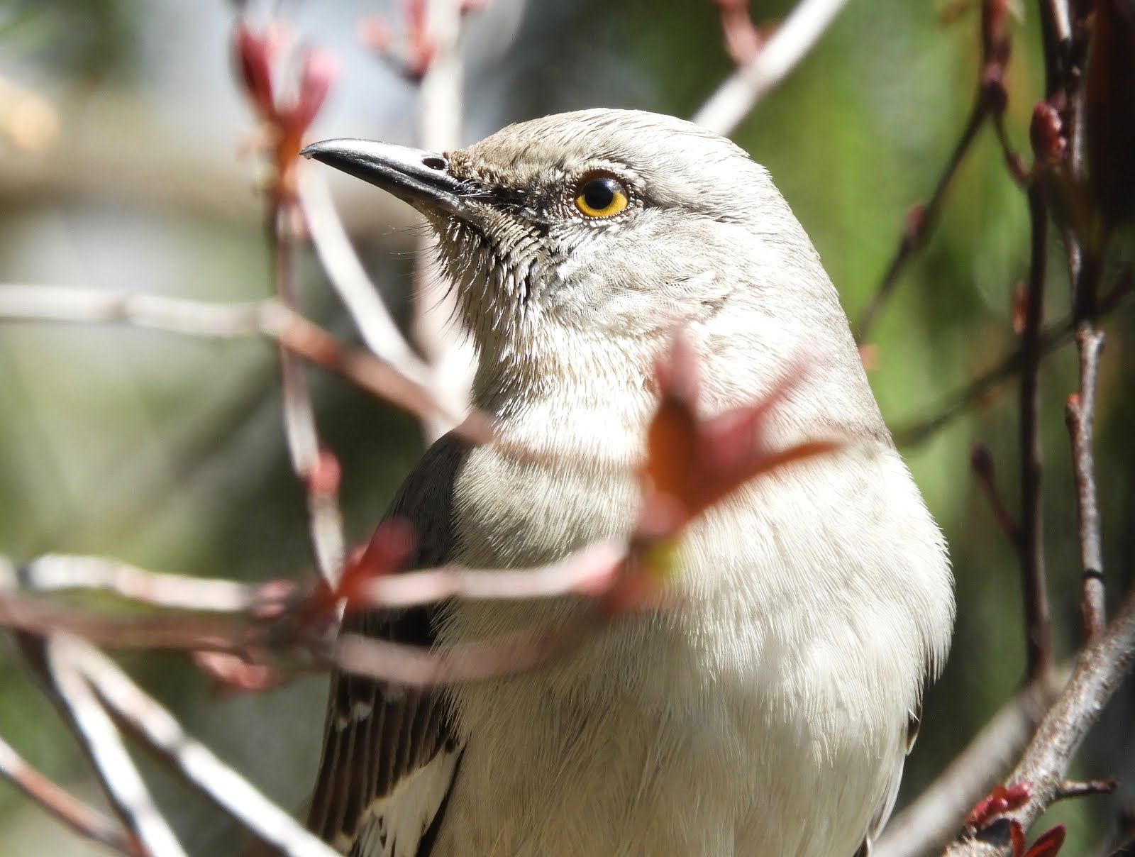 It's All About Purple: A Few Minutes With A Mockingbird