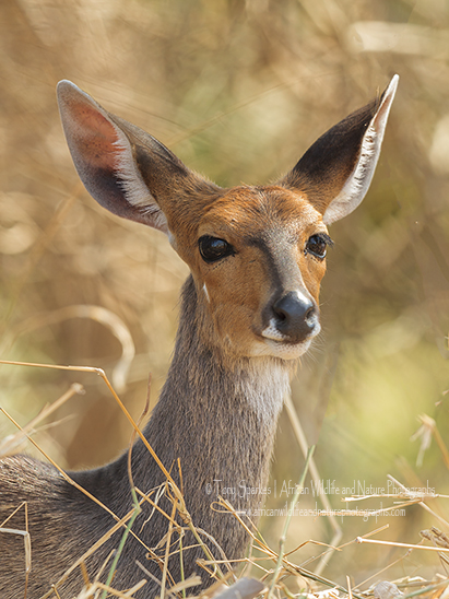 Bushbuck |Wildlife and Nature Pictures Blog