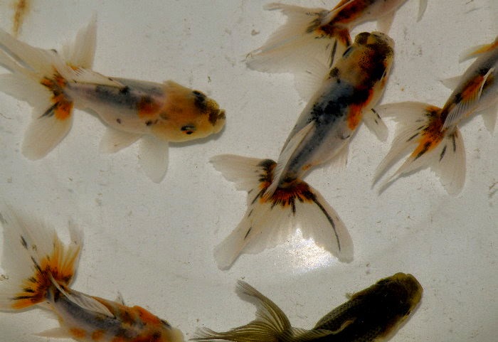 金魚&水族快訊Goldfish & Aquarium Messages: 鈴木東錦小魚(Suzuki Azuma-nishiki)