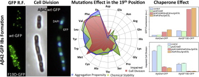 New Discoveries in Cell Aging | NextBigFuture.com