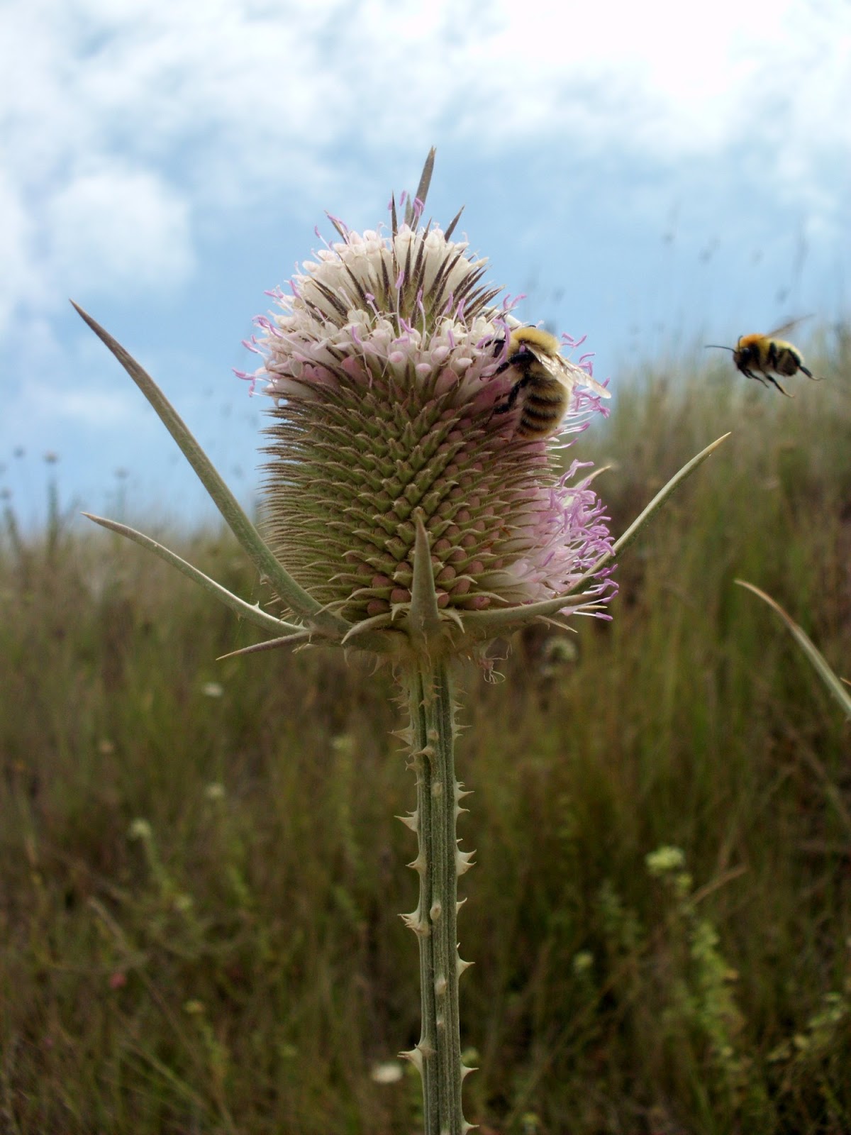 Dipsacus fullonum.