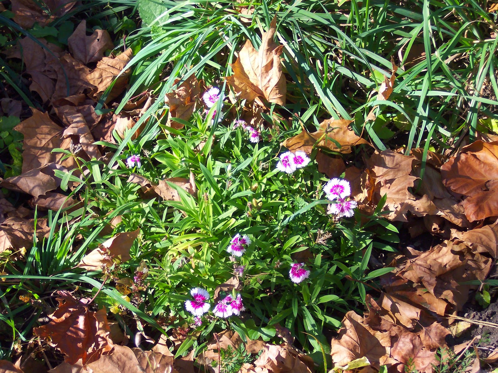 Pine View Angus Farms